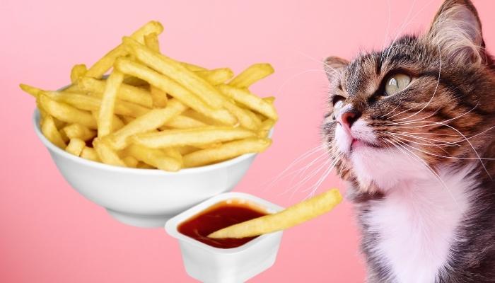 Can Cats Eat Fries? The Impact of Fried Potatoes on a Cat’s Health