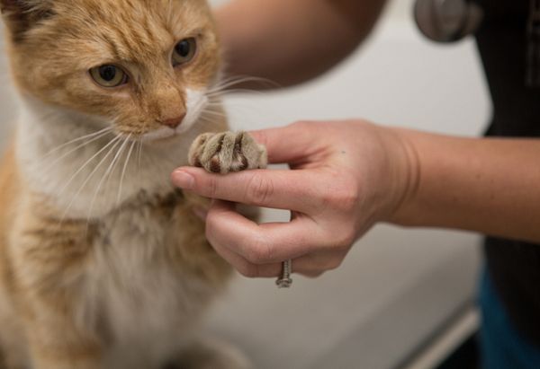 Dark Side of Declawing Cats: Why It’s Inhumane