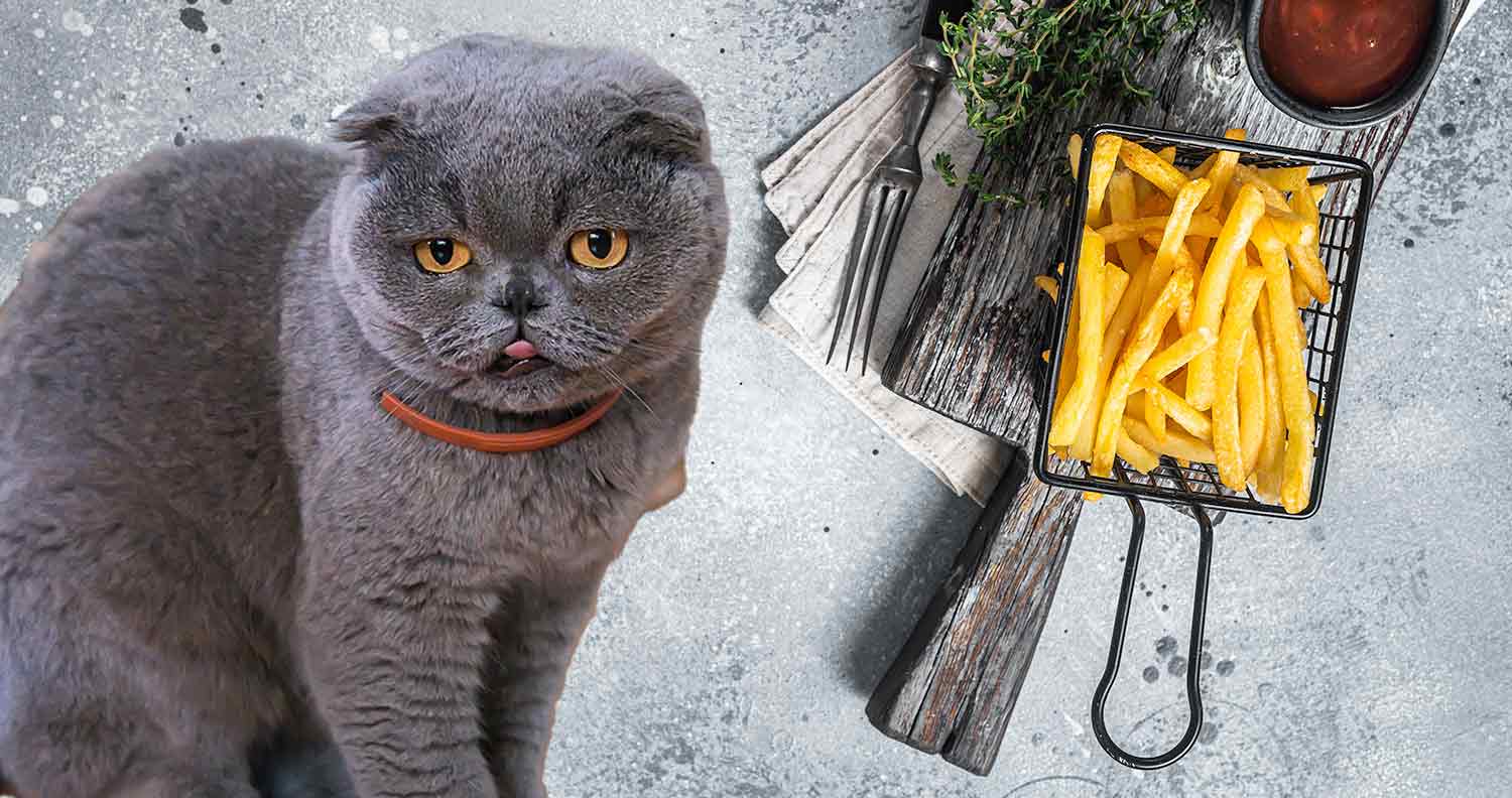 Can Cats Eat Fries? The Impact of Fried Potatoes on a Cat’s Health