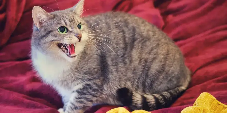 Cats Hissing During Play? (7 Reasons Why) - Cat Guide 101