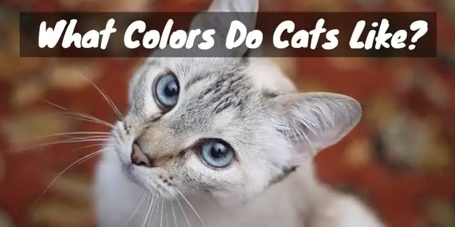 Hues and Mews: What Colors Do Cats Like? | Cat Guide 101