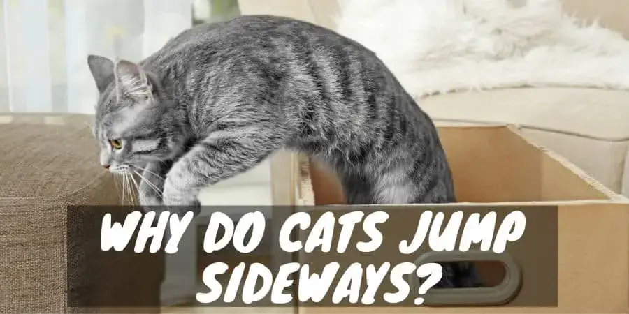A Leap to the Left: Why Do Cats Jump Sideways? - Cat Guide 101