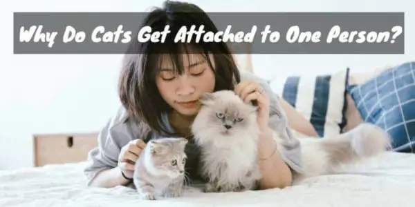 Why Do Cats Get Attached to One Person? (Playing Favorites) | Cat Guide 101