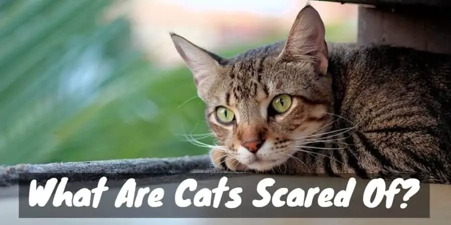 Freaked-Out Felines: What Are Cats Scared Of?