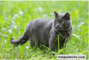 Why Do Cats Arch Their Backs? | Cat Guide 101