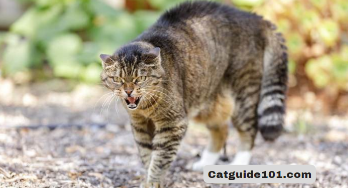 Why Do Cats Arch Their Backs? | Cat Guide 101