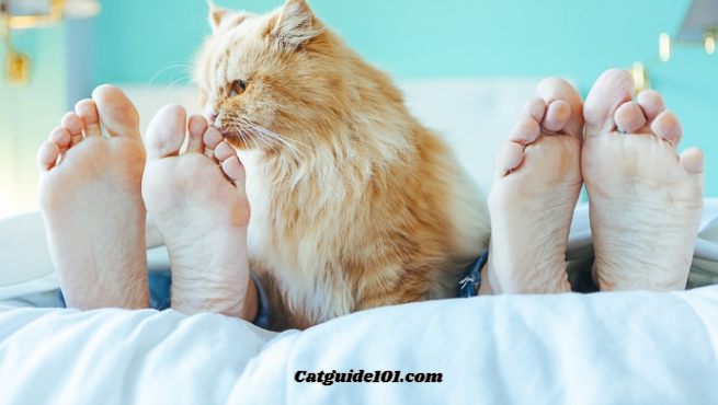 8 Reasons Your Cat Sleeps at the Foot of Your Bed | Cat Guide 101