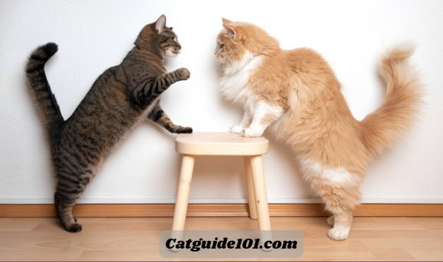 The Swat Team: Why Do Cats Slap Each Other? | Cat Guide 101