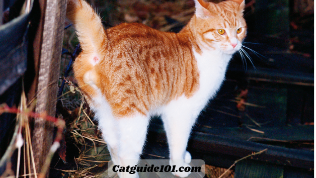 When Do Male Cats Start Spraying? (Urine Trouble) | Cat Guide 101