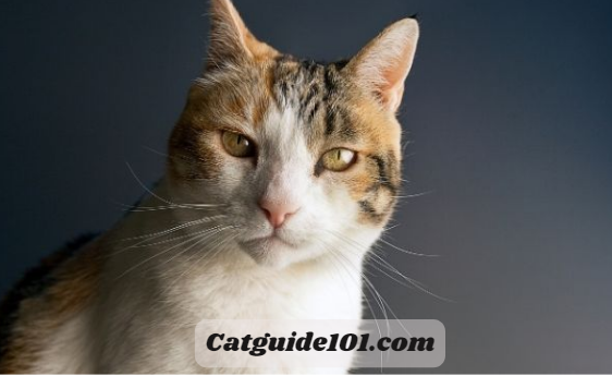 Why Do Cats Stare? (Bewildering and Unblinking) | Cat Guide 101