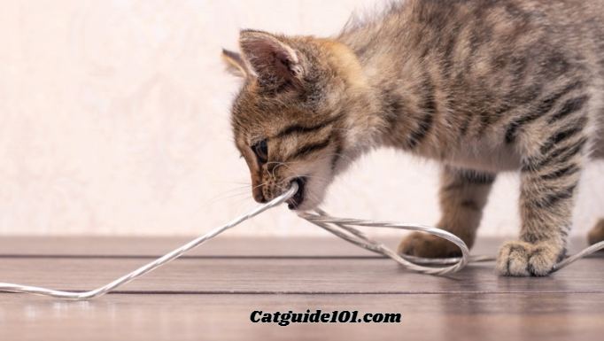 14 Cat-Proofing Techniques to Prevent Cord Chewing | Cat Guide 101