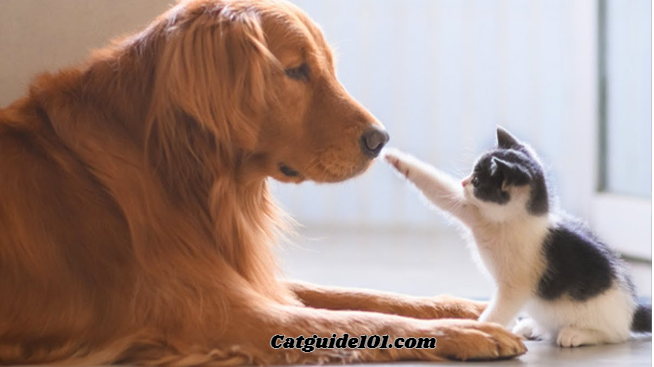 Is Your Dog a Cat Bully? (Turn Them into Best Friends) | Cat Guide 101