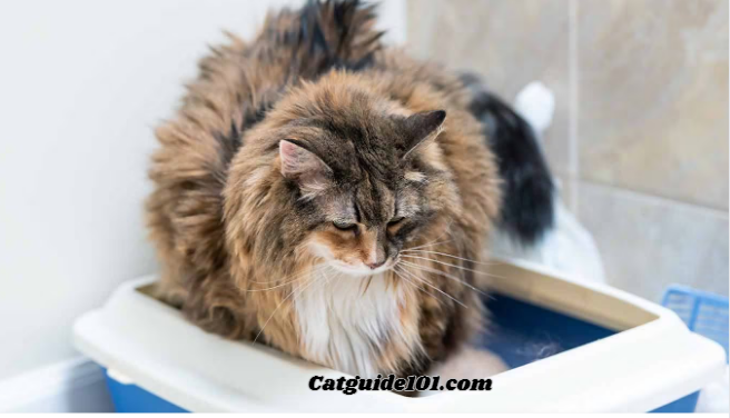 How to Treat Diarrhea in Cats | Cat Guide 101